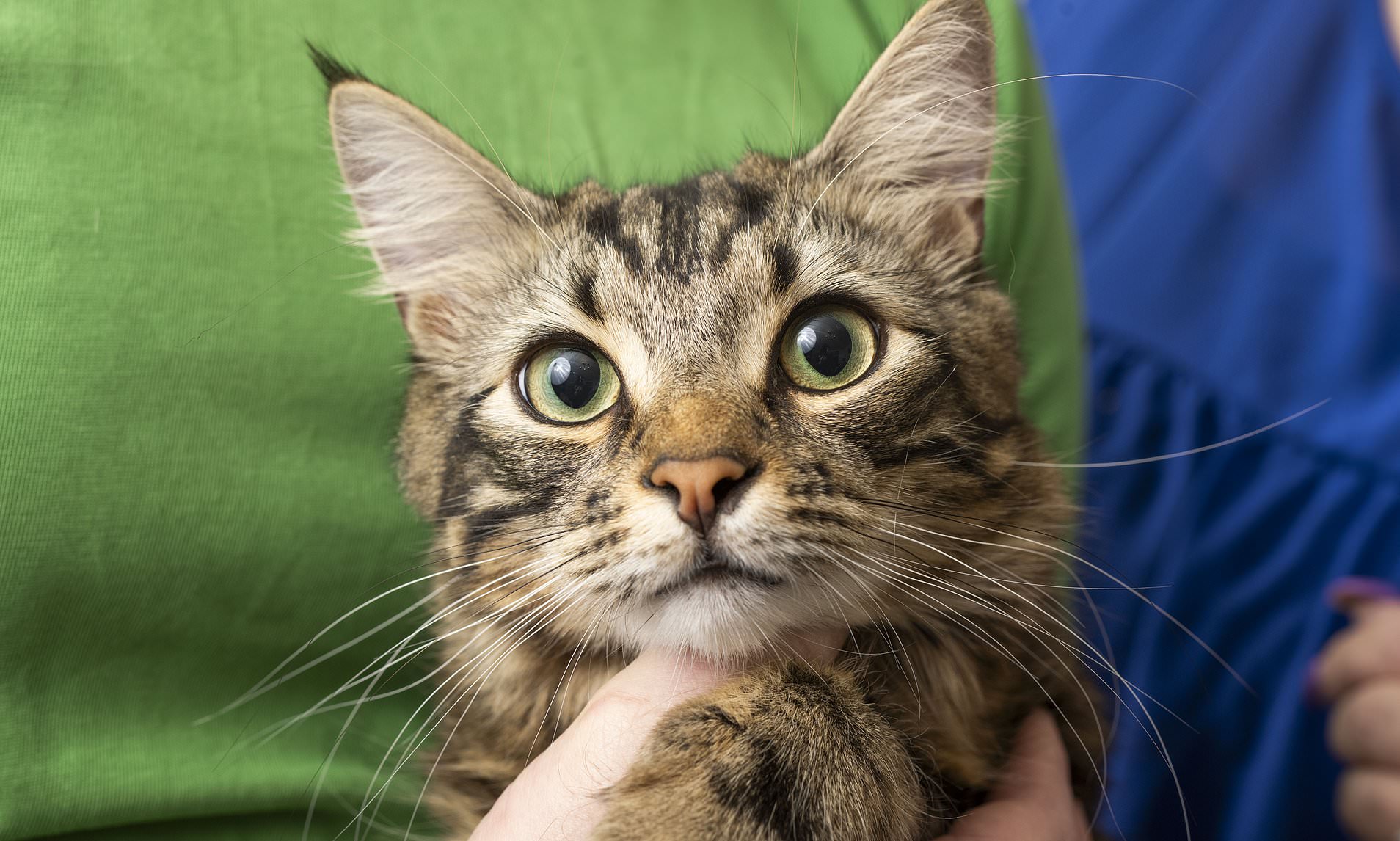 Cat Kobi uses one of his nine lives with £21,000 pioneering operation