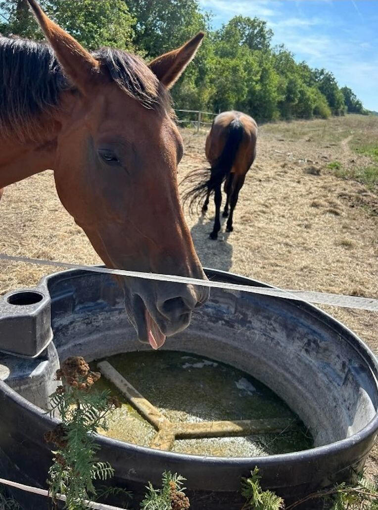 « Des animaux maintenus dans des conditions indignes » : dans les ...