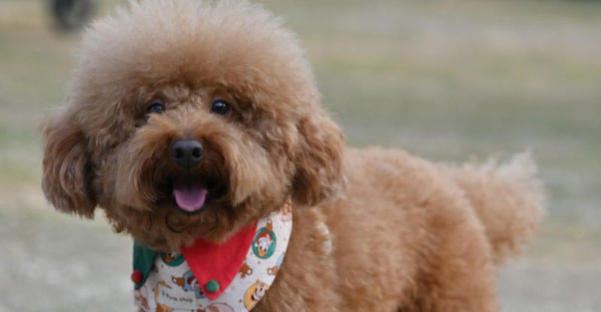 Apartment dog is a myth without routine – 10 breeds that prove schedule ...