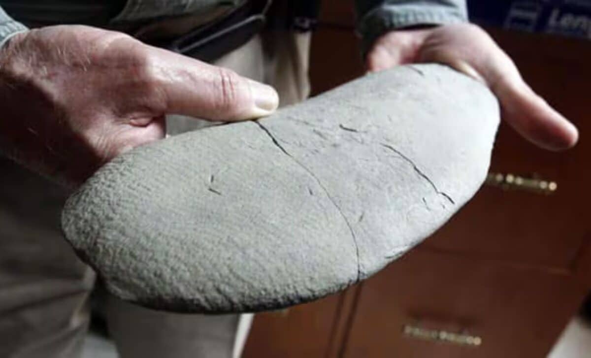 Random guy in Kentucky digs up a 7-foot fossil: Meet 'Godzillus'