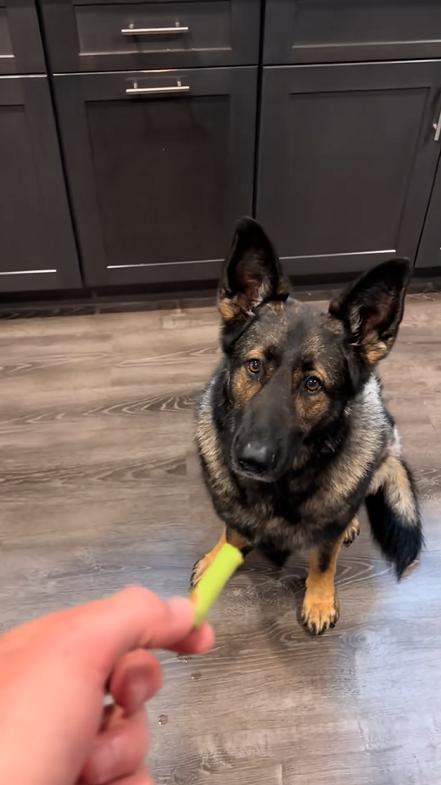 Potato drool vs crotch asparagus — dog humor at its finest