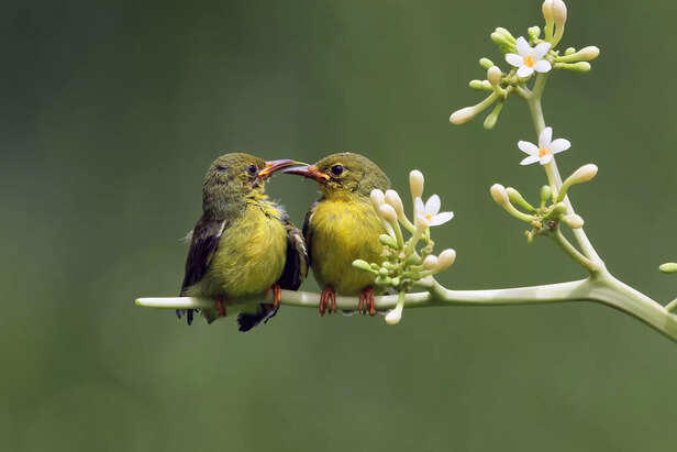 How and why birds sings songs to express behavior