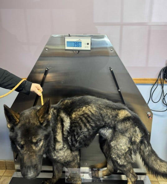 Coventry police say dog didn't have access to food or water