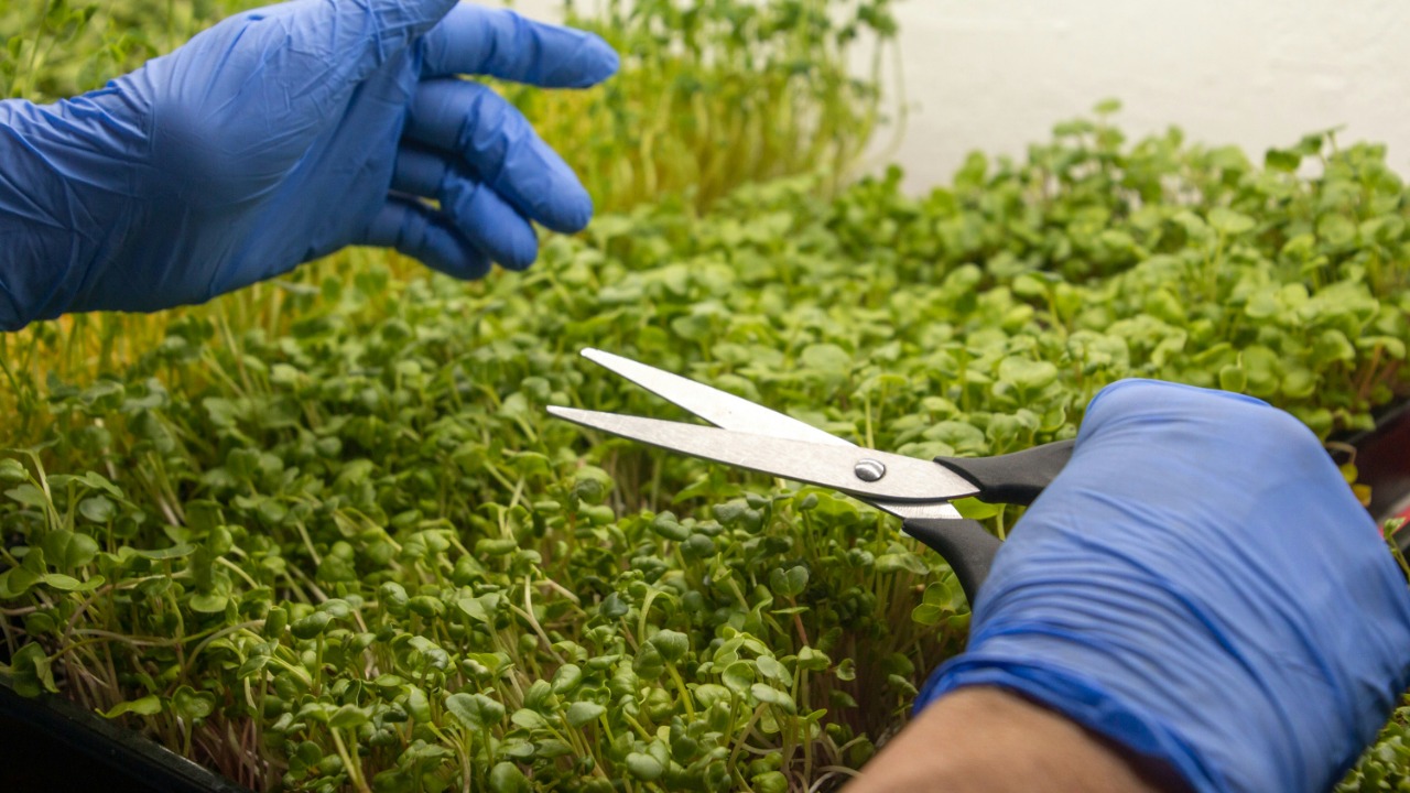 Plants hijack bacterial-style gene to make drugs, opening green pharma ...