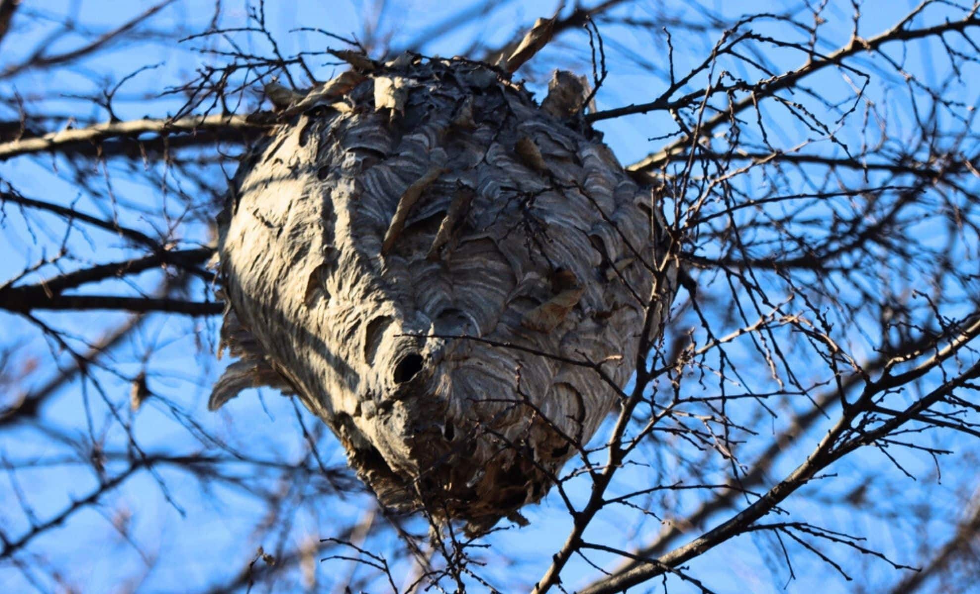 Where do bees and wasps go in winter? They’re supposed to die off