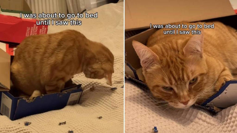 Video: Owner finds cat making custom bed out of cardboard boxes