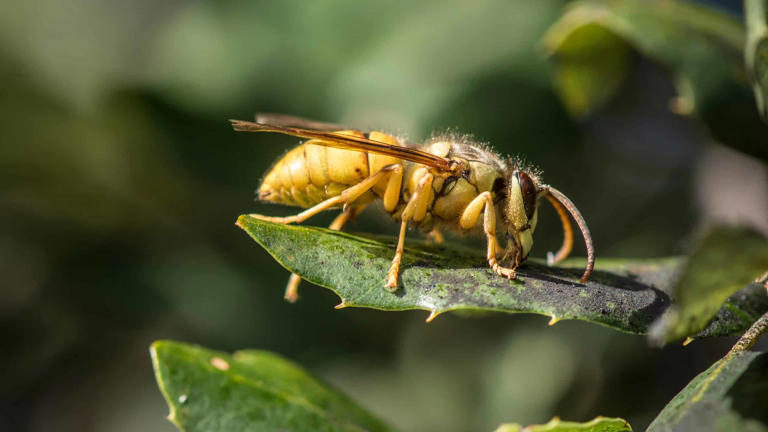 What happens when you poke sleeping black shield hornets?