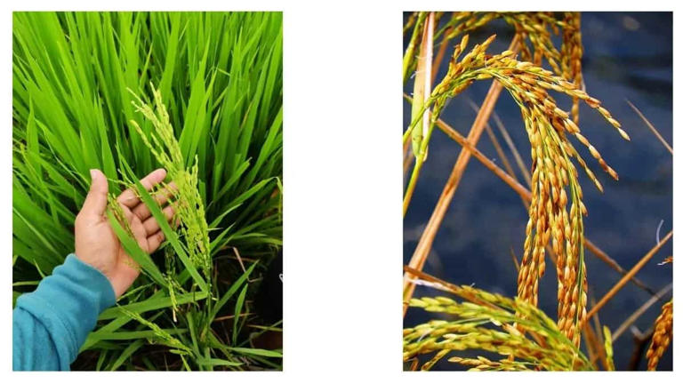 The quiet revolution beneath India’s rice fields