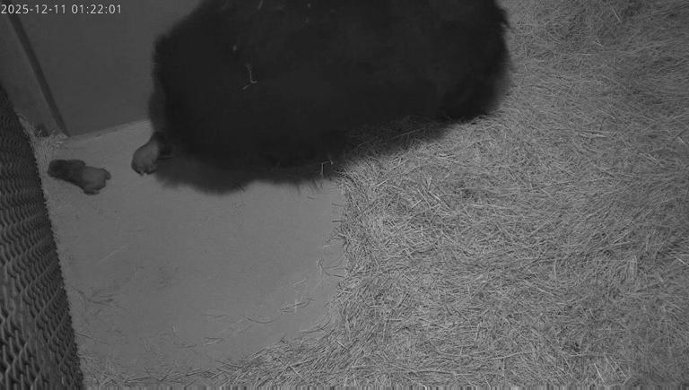 Tiny sloth bear cubs are stealing hearts at the Smithsonian Zoo