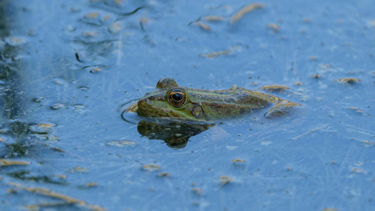 It defies logic, but frogs can freeze solid during winter, then thaw ...