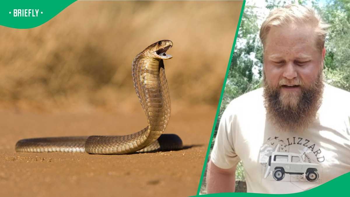 "Brave as heck": Limpopo farmer eyeballing venomous cobra scares South ...