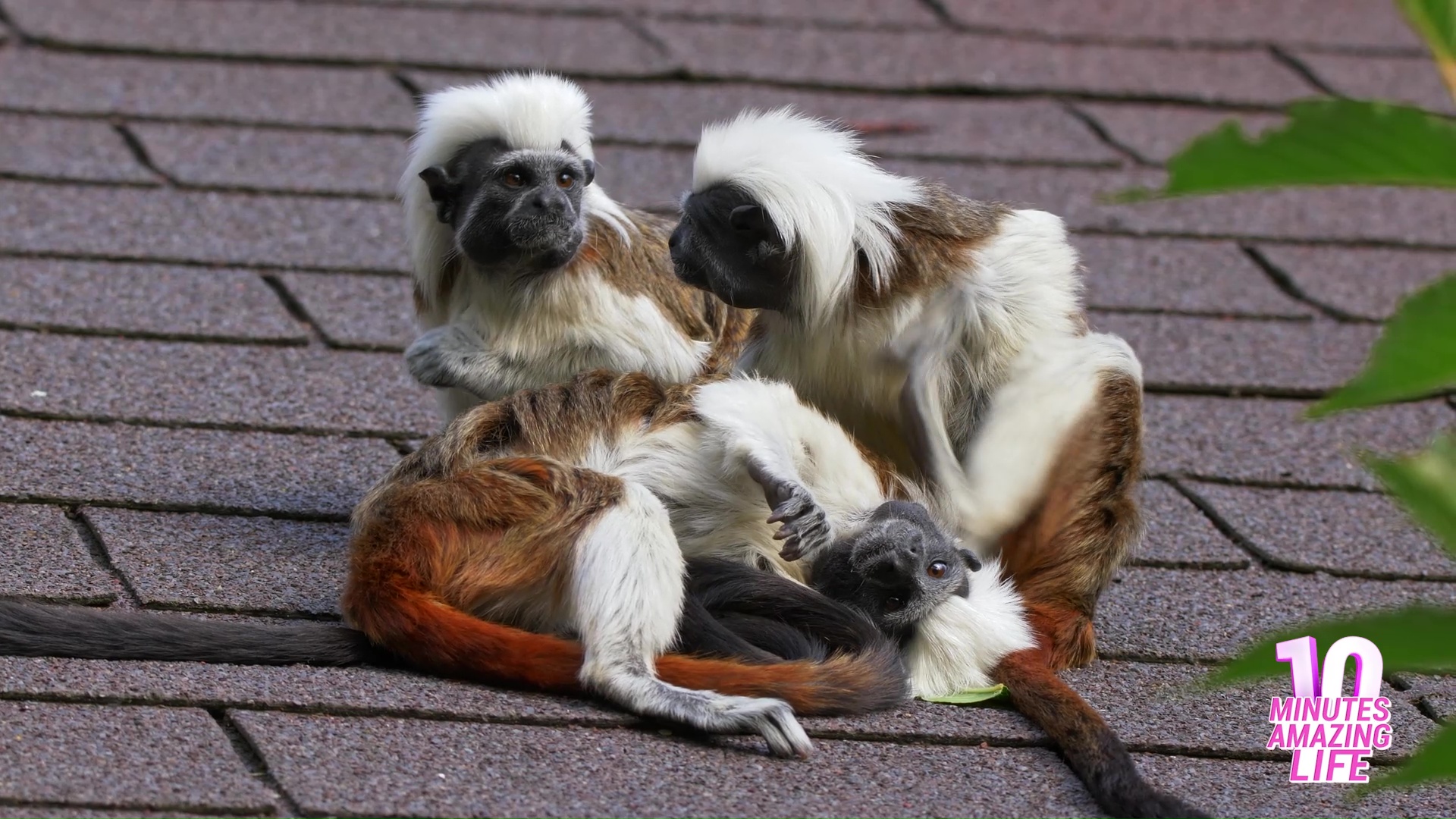 I filmed tamarins sharing a quiet moment