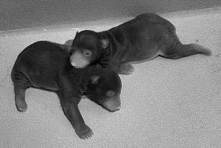 Tiny sloth bear cubs are stealing hearts at the Smithsonian Zoo