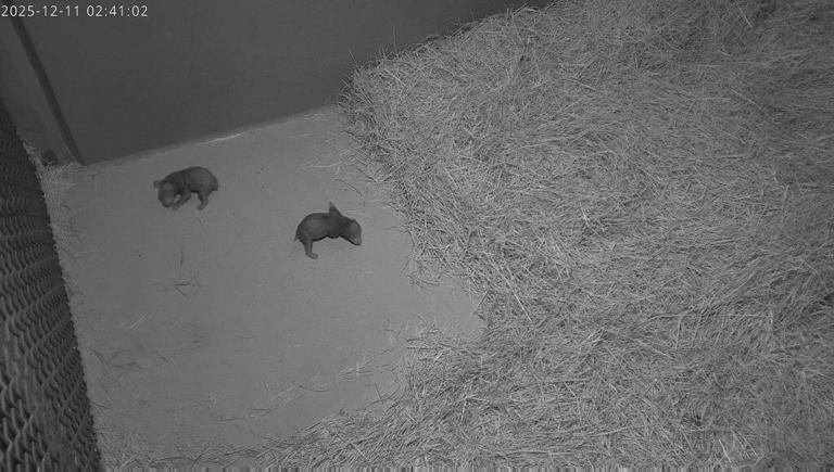 Tiny sloth bear cubs are stealing hearts at the Smithsonian Zoo