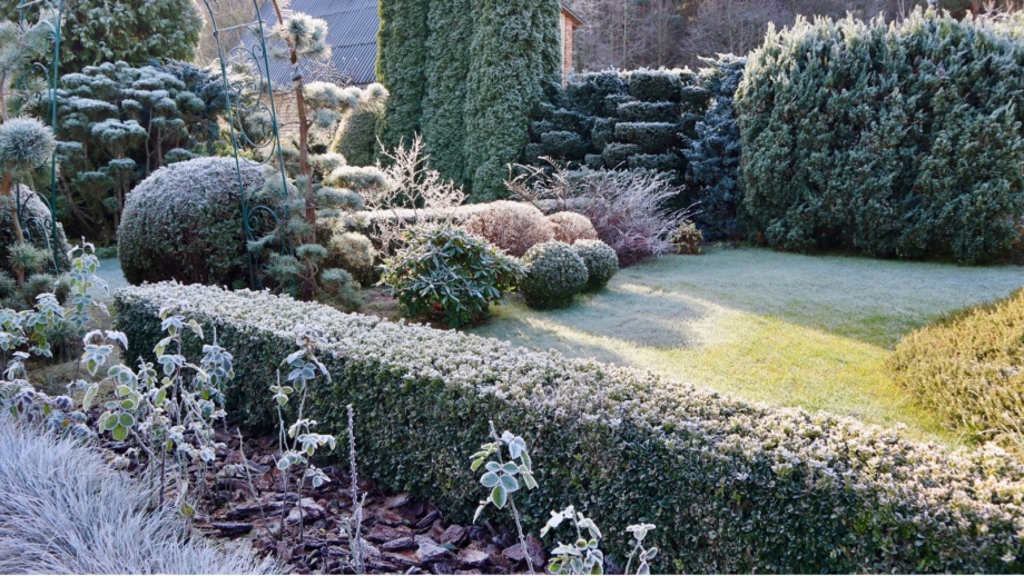 7 hedge plants that look gorgeous all winter