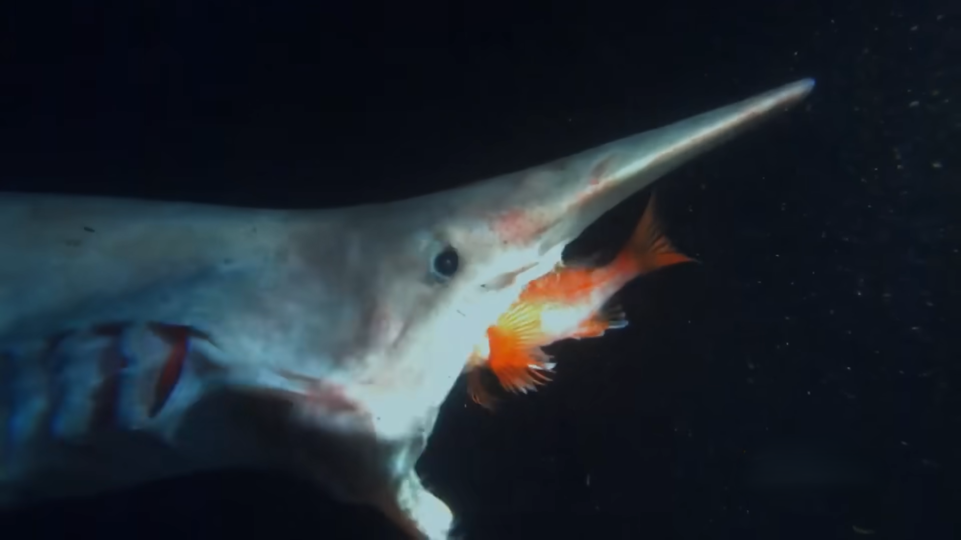 125 million years of terror - this shark still lives