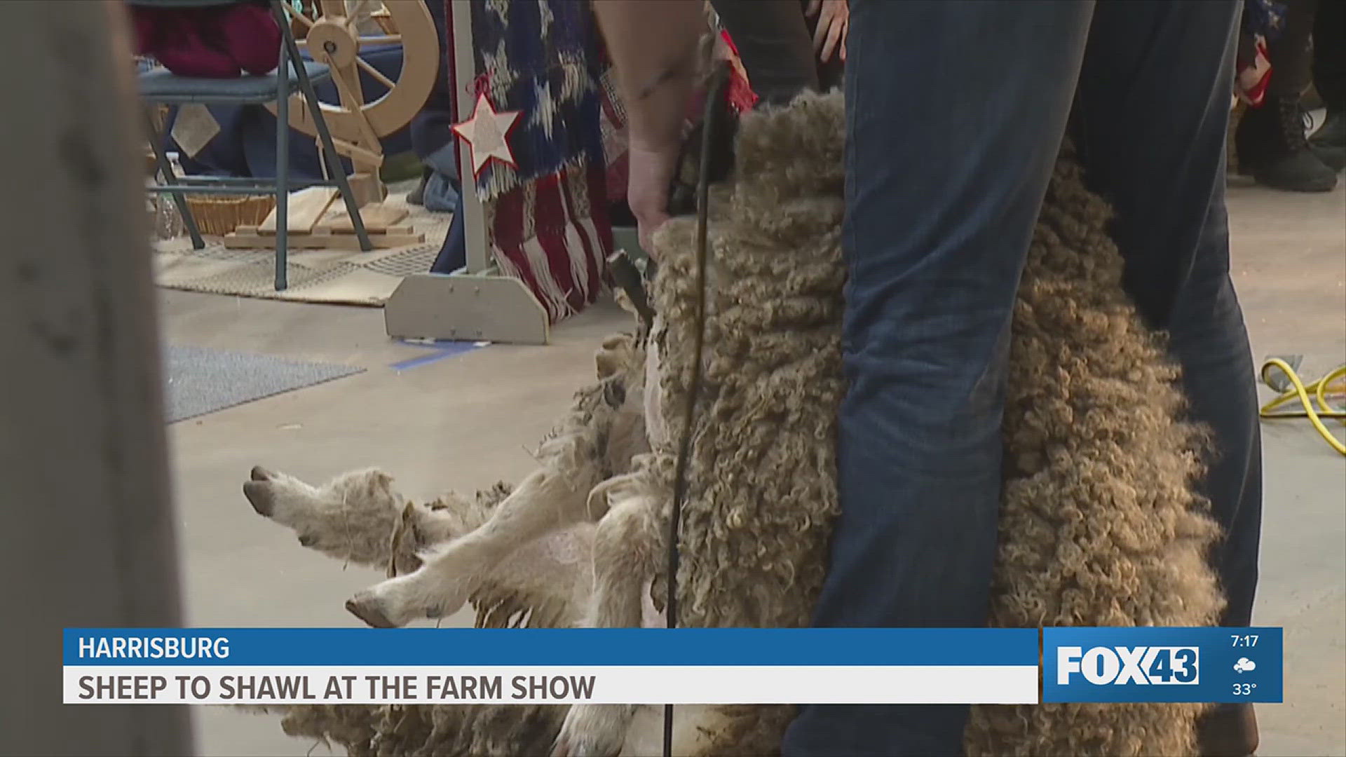 Farm show sheep shawl