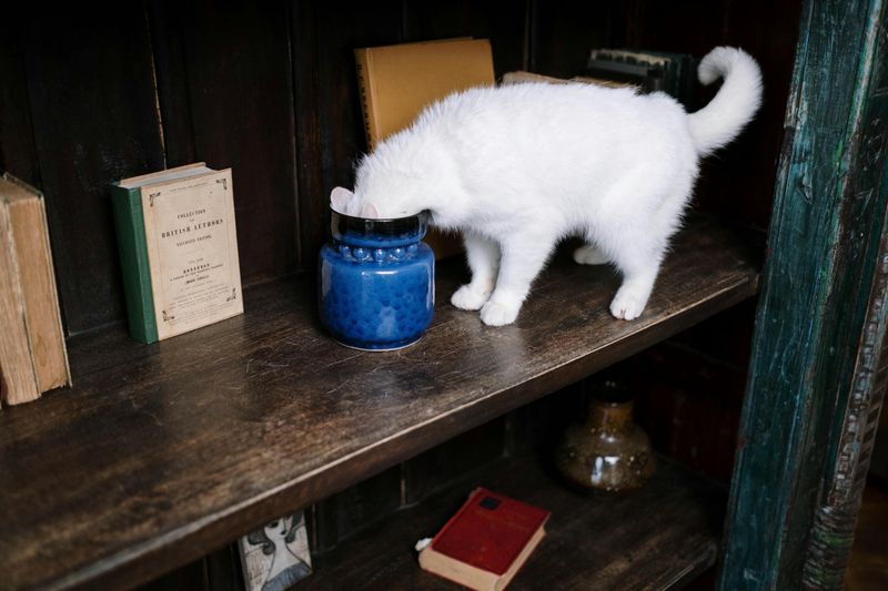 How to stop your cat from destroying the house