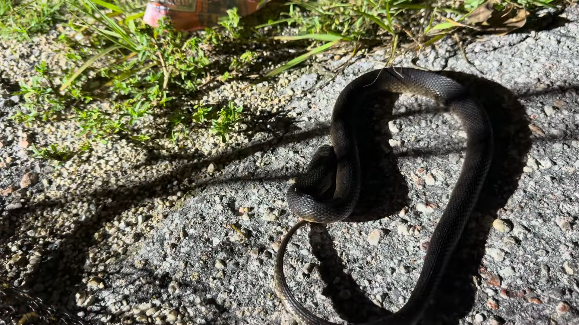 Venomous snakes appear while catching rare cichlids