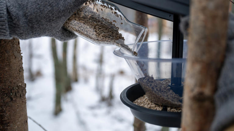 Bird food mistakes to avoid making during the winter months