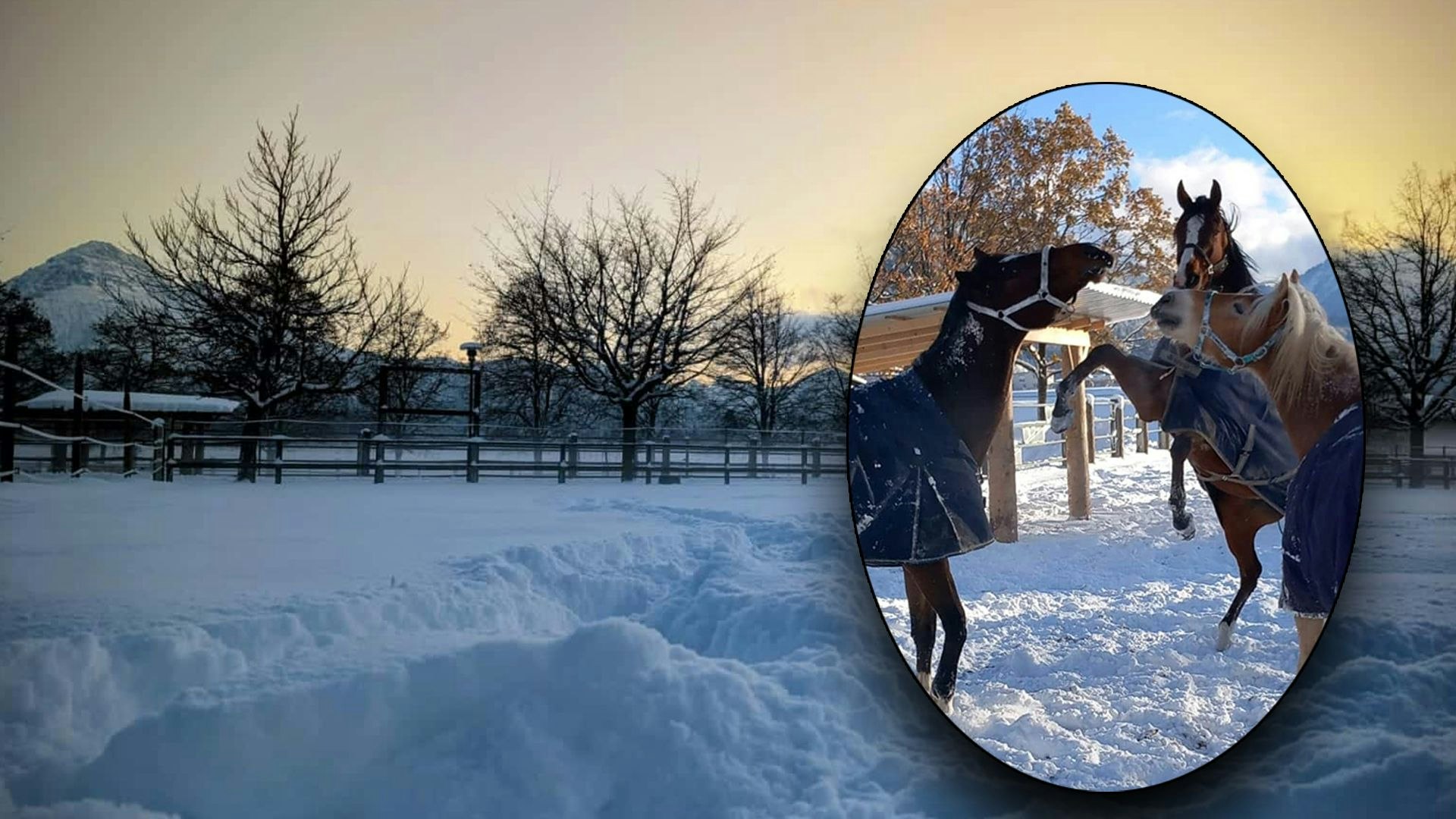 Die Pferde-Schützer haben eine ungewöhnliche Bitte