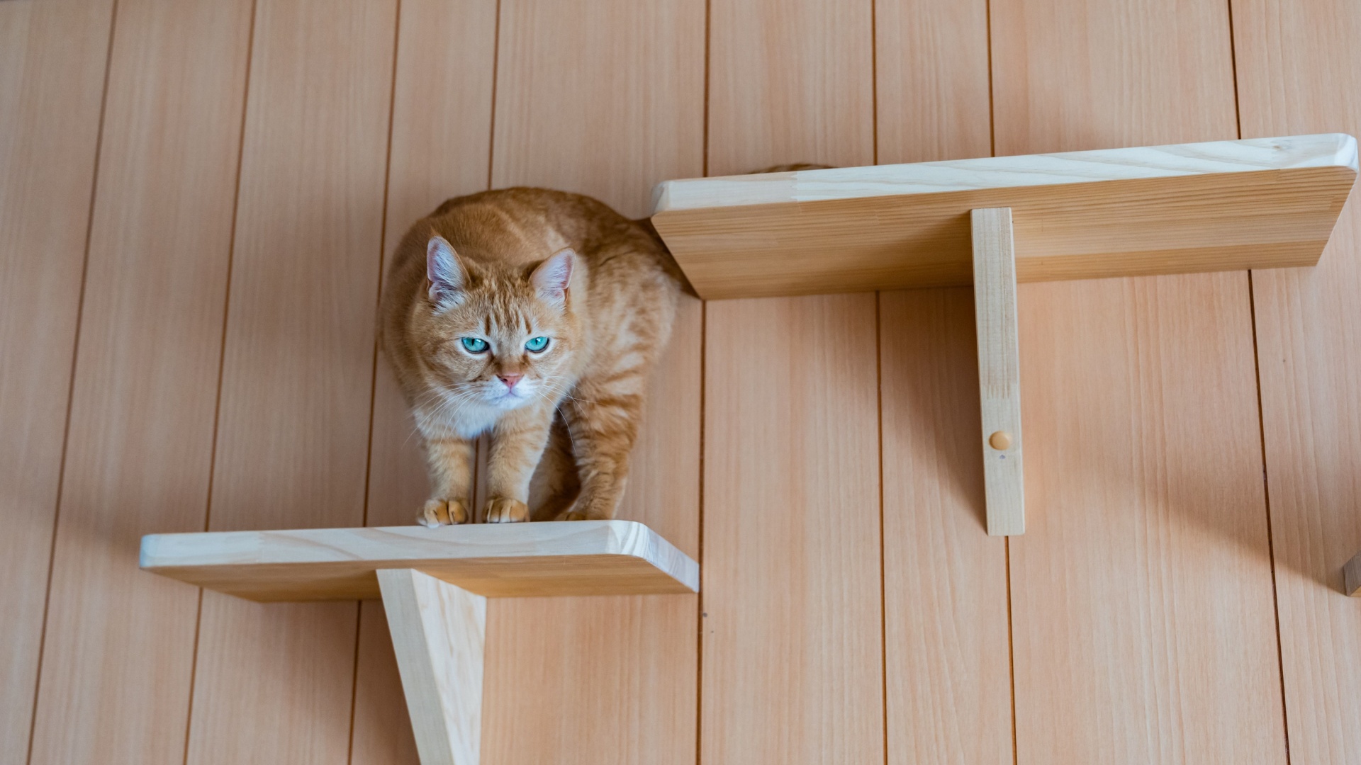 How to stop your cat from destroying the house
