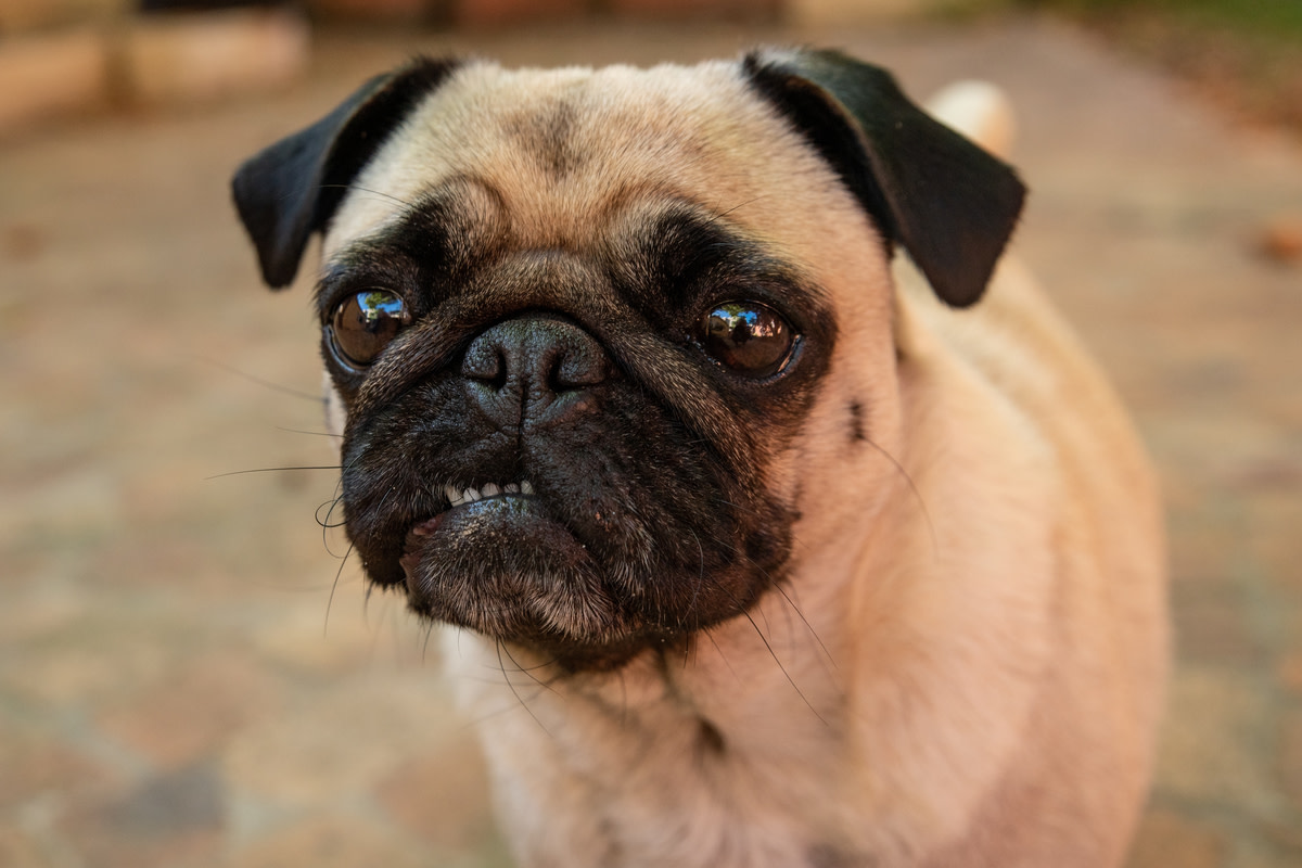 Pug's drama over wanting second dinner is totally Oscar-worthy