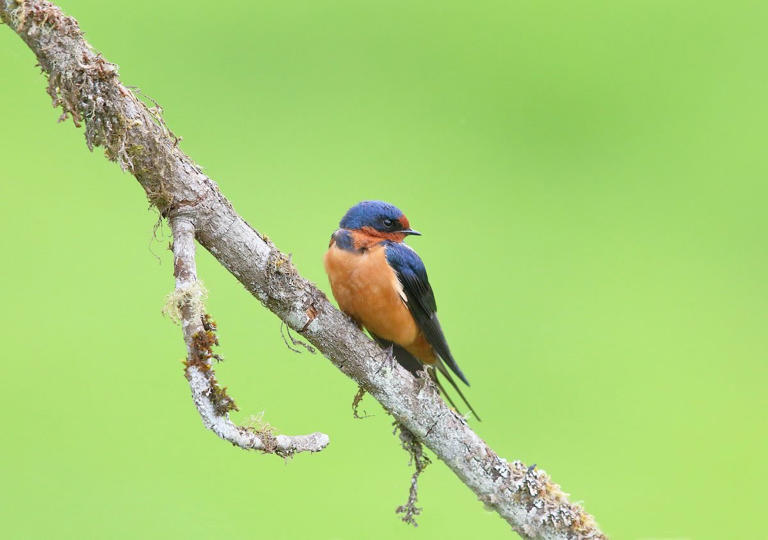 8 types of swallow birds you should know