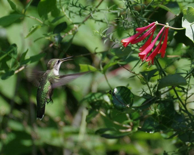 How do hummingbirds use their tongues and beaks?