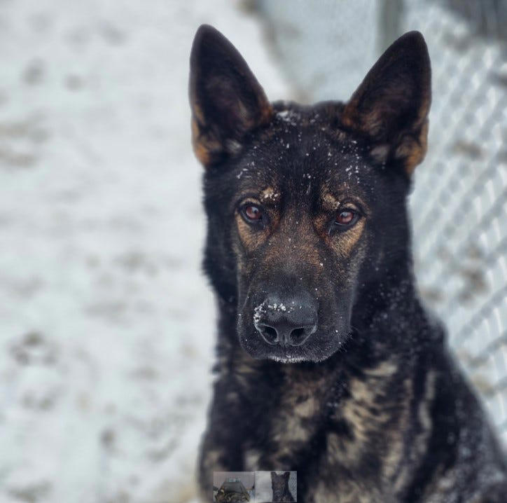 Coventry police say dog didn't have access to food or water