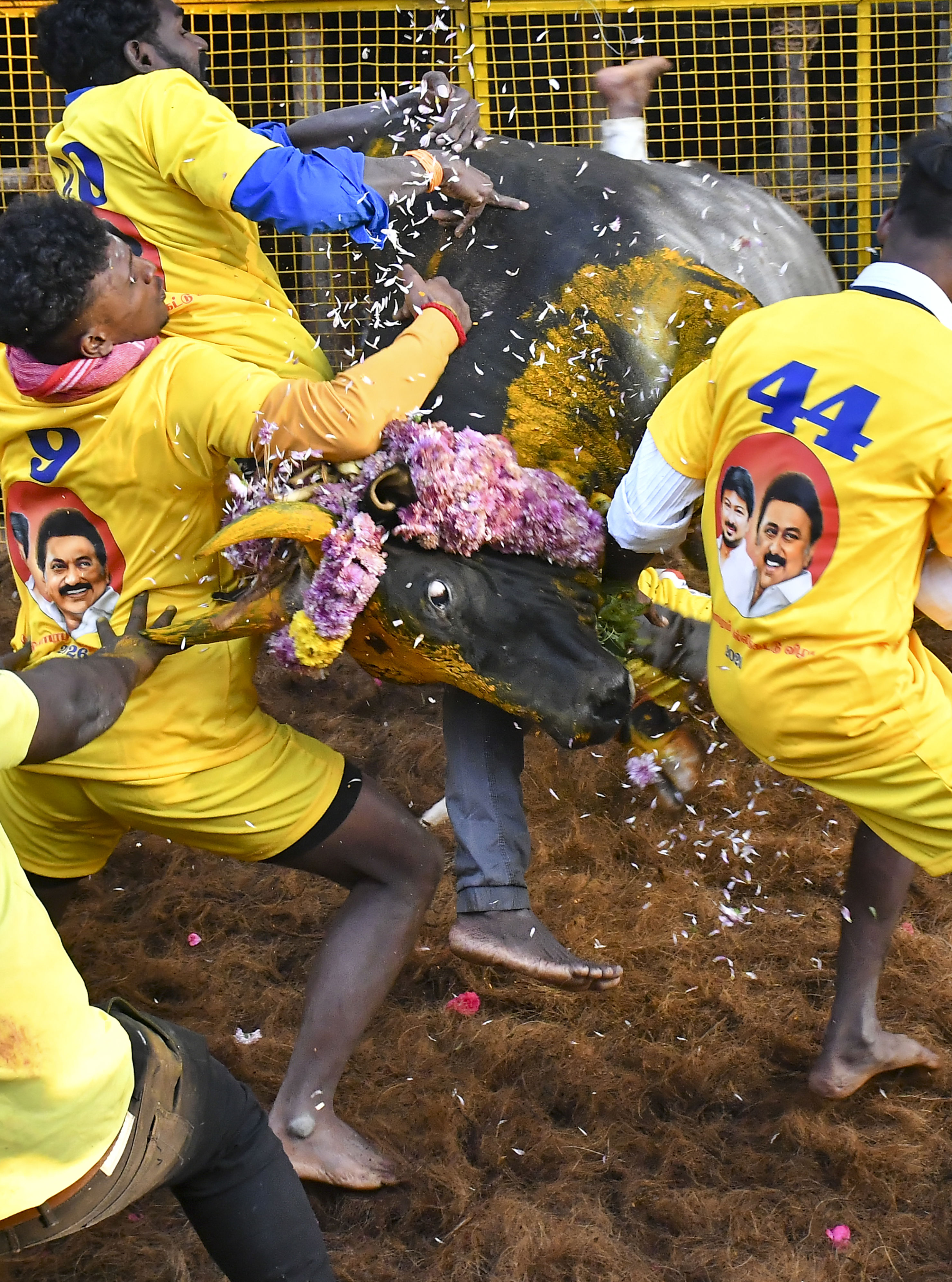 Bulls roar in TN’s Avaniyapuram Jallikattu, best man, bull win prizes