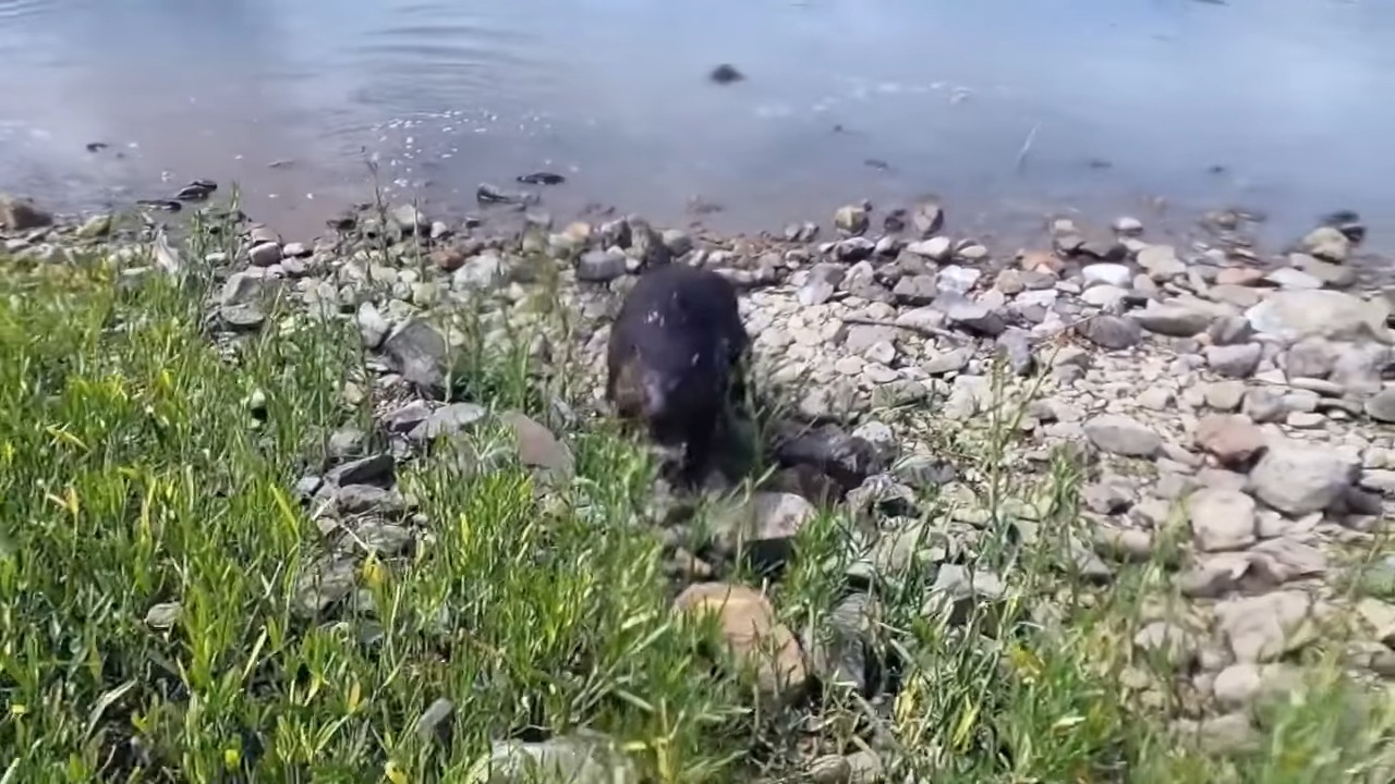 How one animal changed the entire day - "Unexpected encounter"