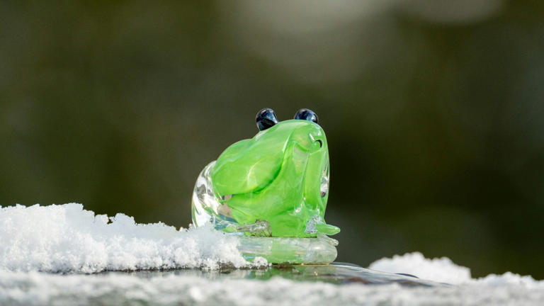 It defies logic, but frogs can freeze solid during winter, then thaw ...