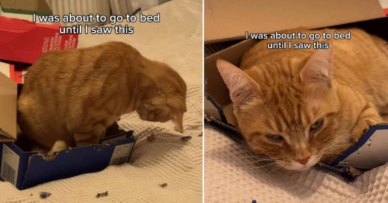 Video: Owner finds cat making custom bed out of cardboard boxes
