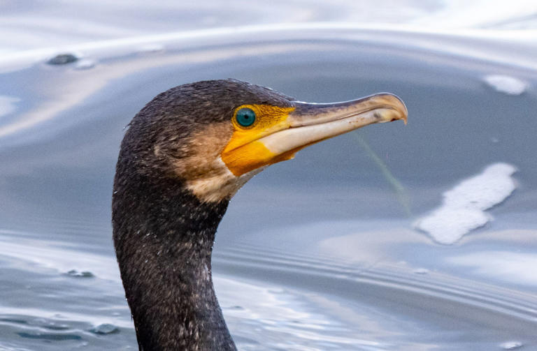 Beamte retten Kormoran - aber leicht macht er's ihnen nicht