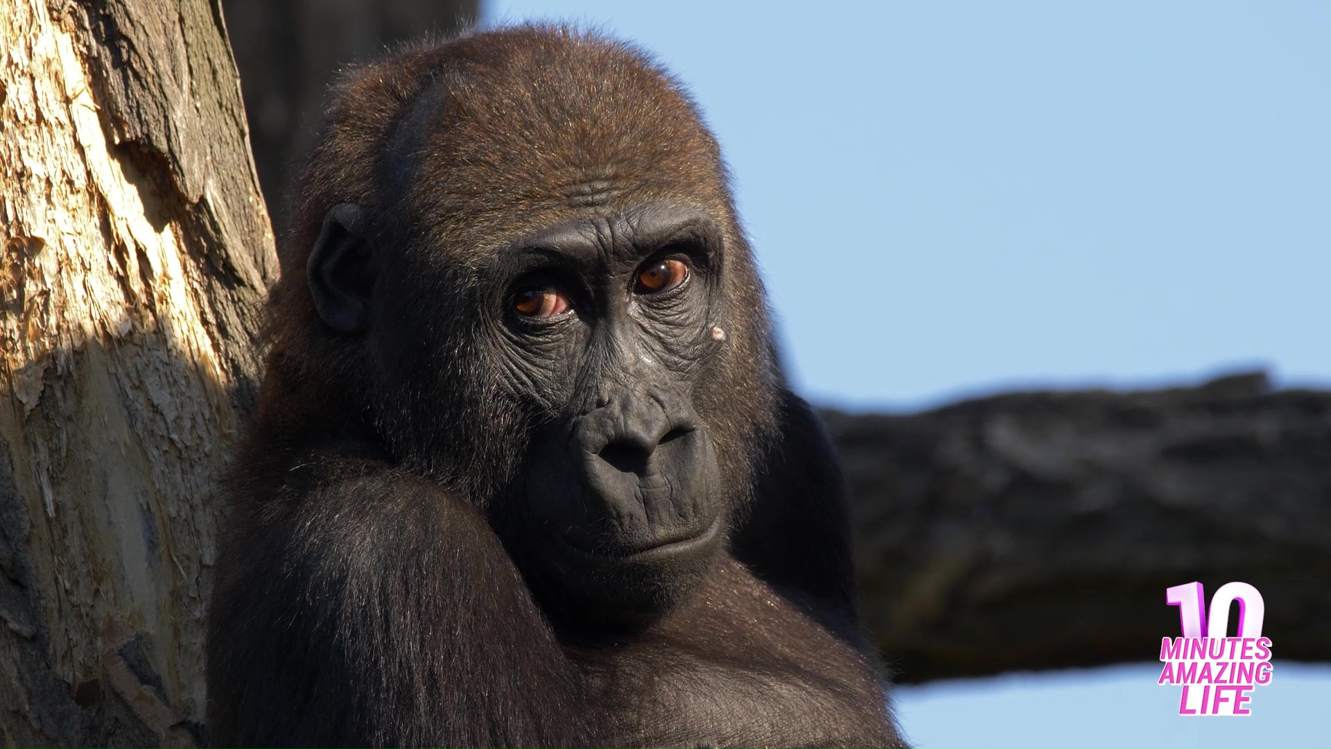 A gorilla looking directly toward the camera