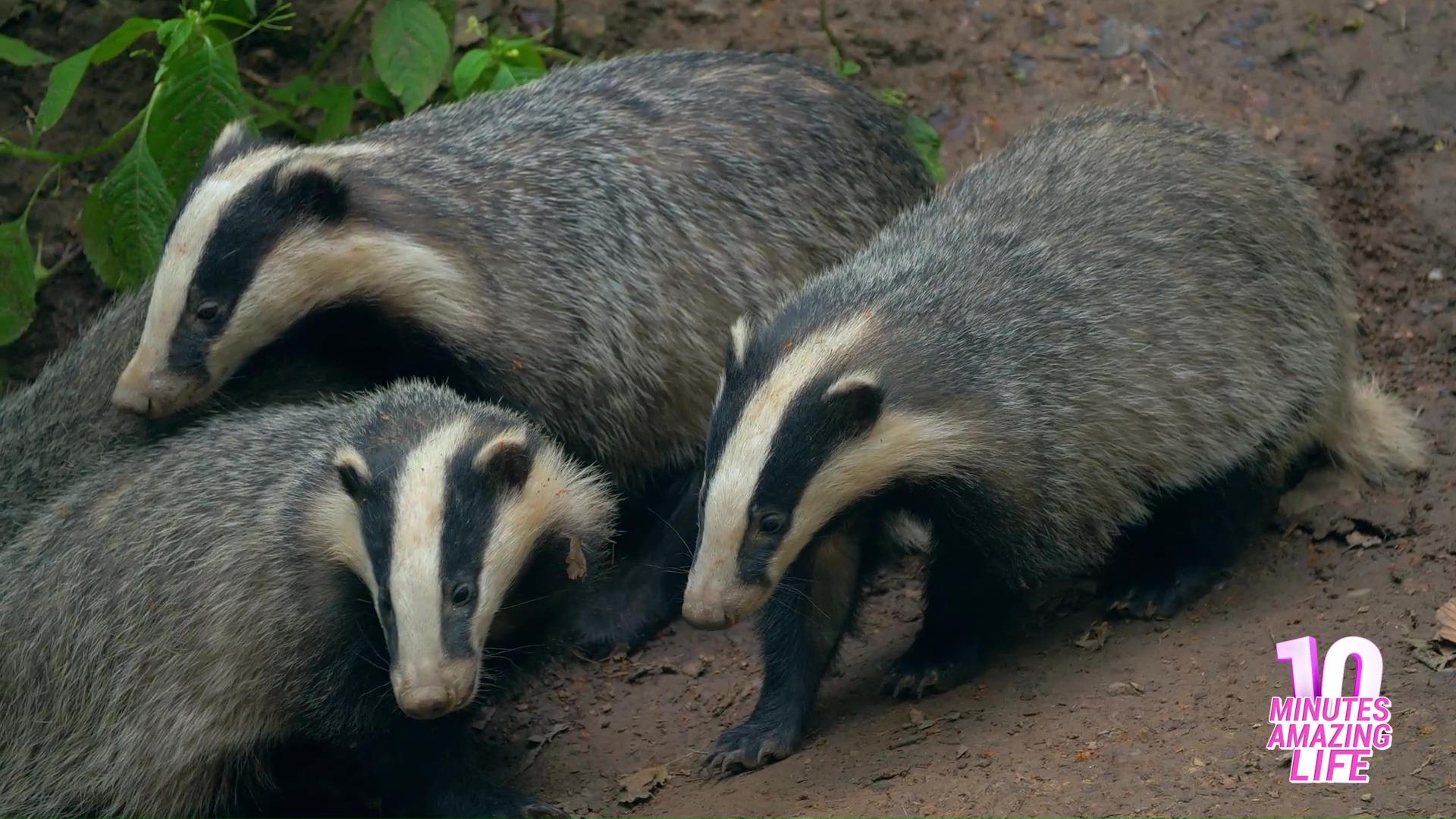 A close look at badger family behavior
