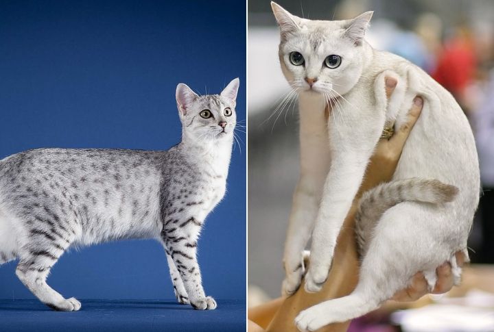 Ultra-rare cat breeds you can get by paying big bucks