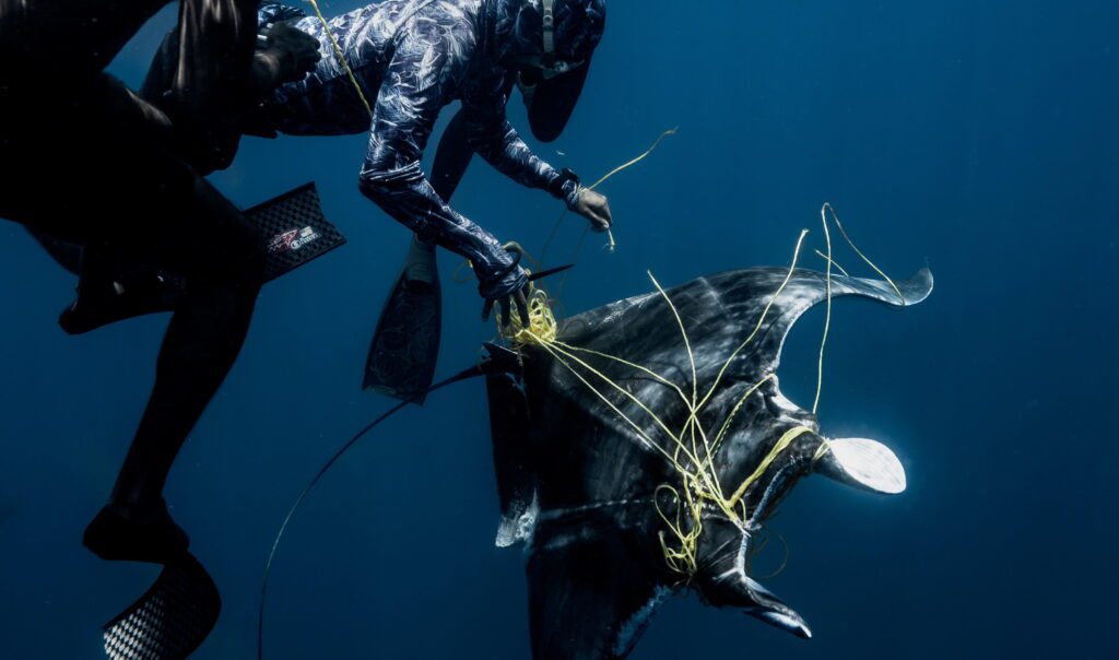 Divers rescue ray tangled in fishing rope while circled by 'sharks ...
