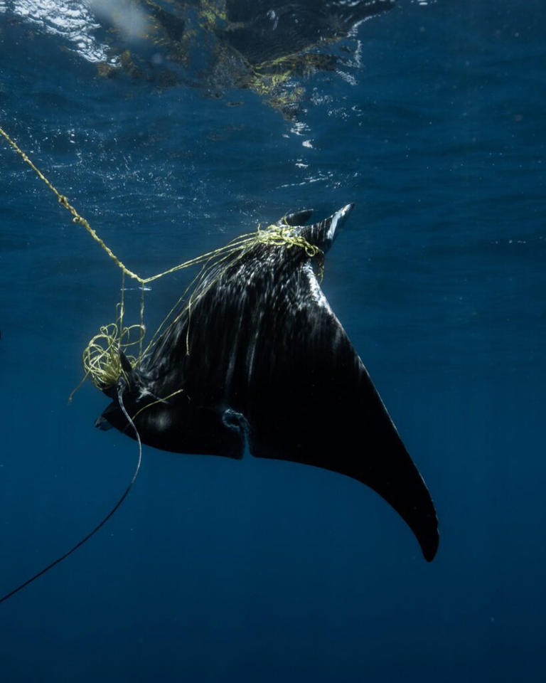 Divers rescue ray tangled in fishing rope while circled by "sharks ...