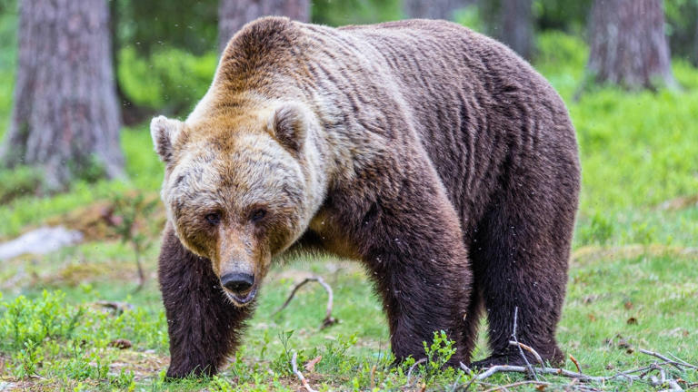 Easy-to-miss signs that bears are nearby on a trail