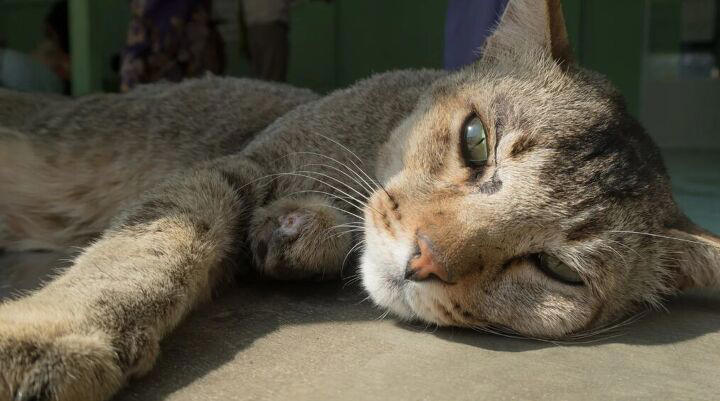 How to keep your senior cat happy and healthy