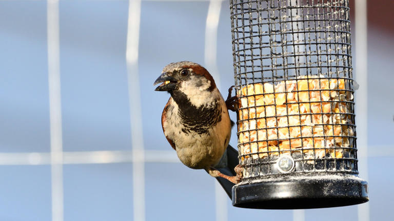 Bird food mistakes to avoid making during the winter months