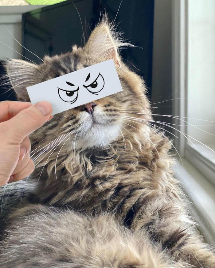 20 photos of cats wearing expressive paper face cutouts