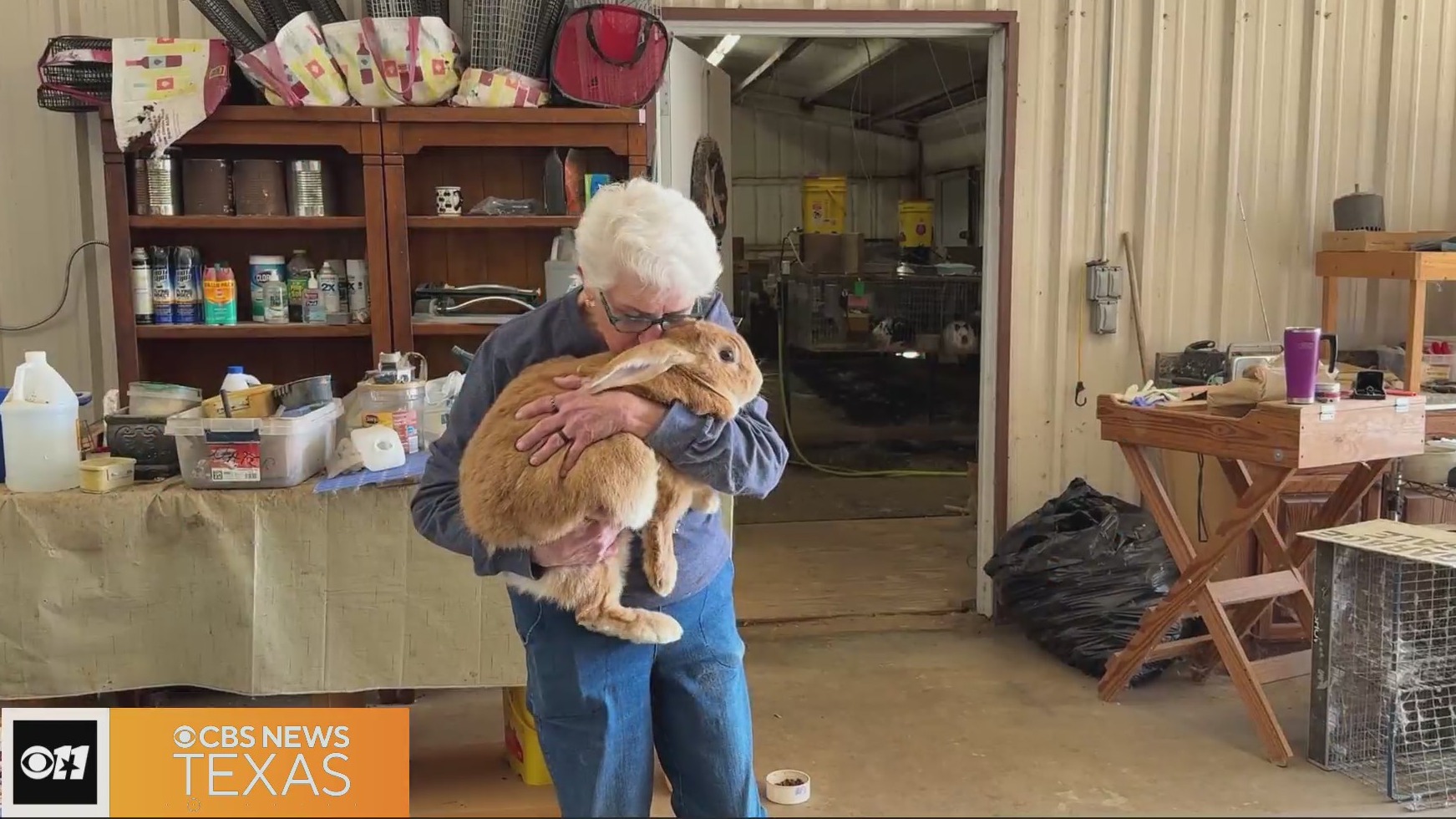 After nearly four decades, rabbit exhibitor prepares for final Fort ...