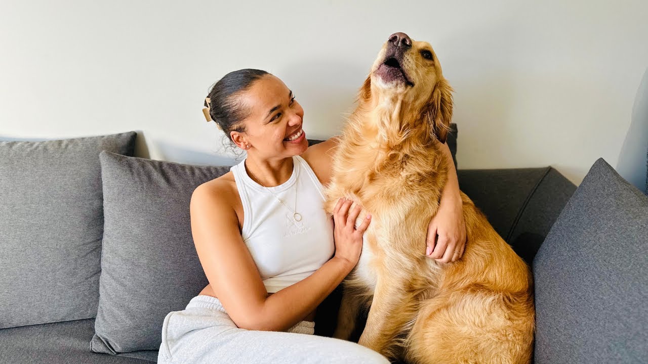 What a week in the life of a golden retriever looks like