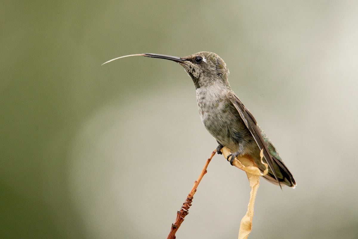 How do hummingbirds use their tongues and beaks?