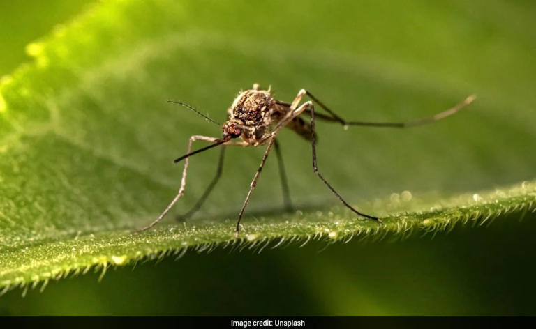 Study reveals why mosquitoes bite humans more often: "Have a clear ...