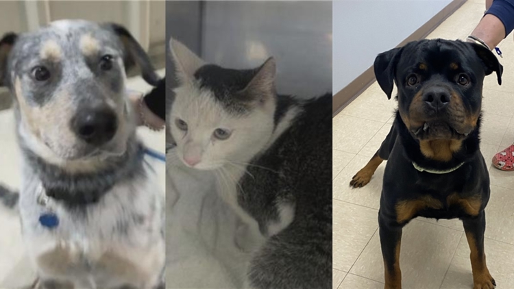 Perfect pet: Meet Blue, Pickles and Tank!