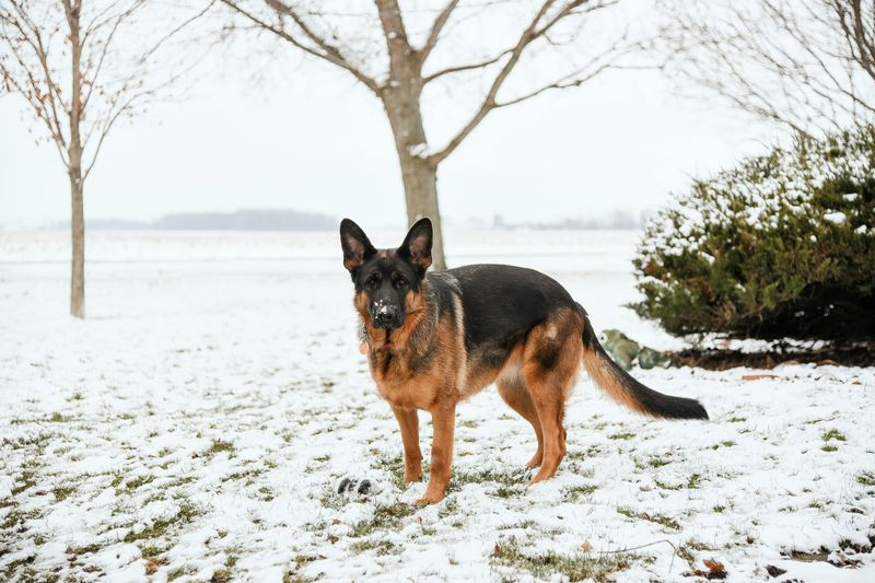 8 faithful dog breeds that make the best devoted sidekicks